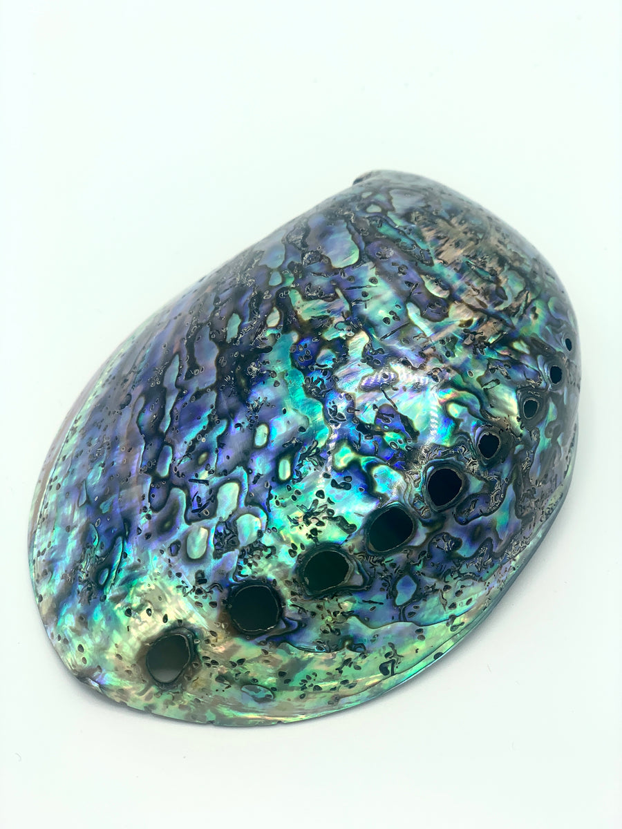 Polished Abalone Shell – Rainbow Rocks